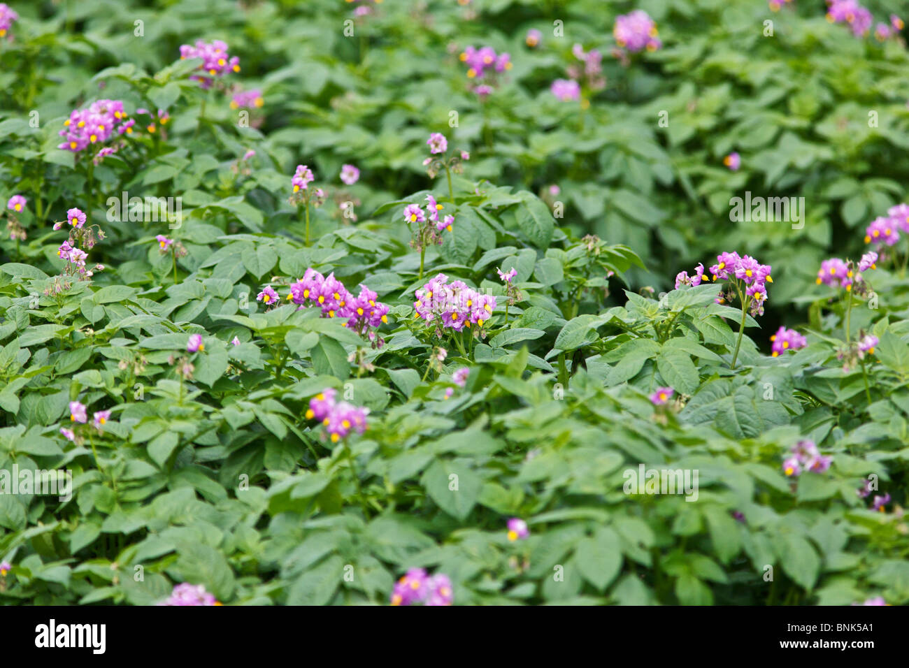 Potato flowering crop hi-res stock photography and images - Alamy