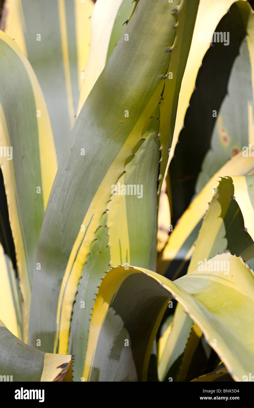 Agave leaves hi-res stock photography and images - Alamy