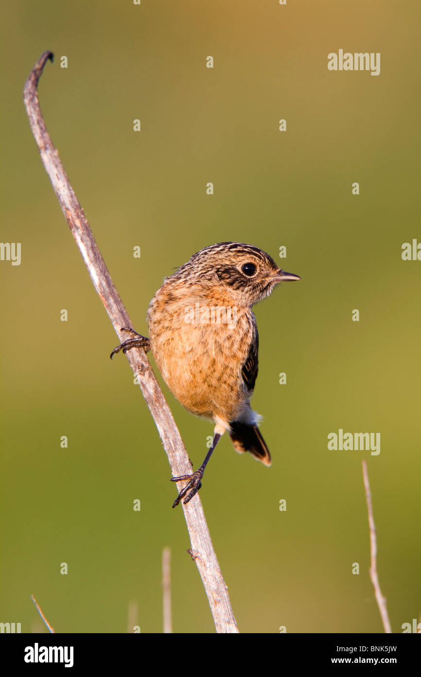 Juvenile stonechat hi-res stock photography and images - Alamy