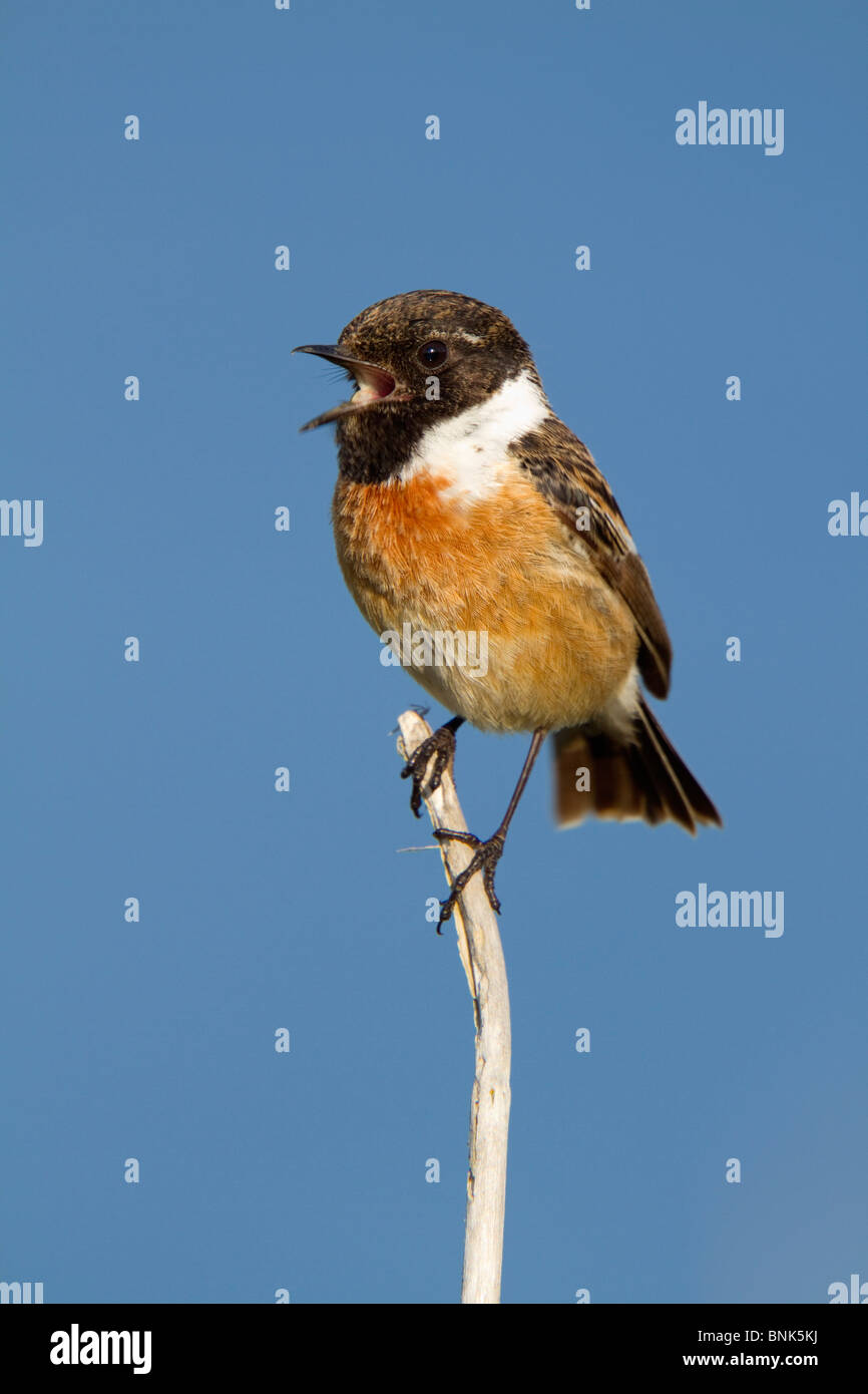 Stonechat; Saxicola torquata; male in song Stock Photo - Alamy