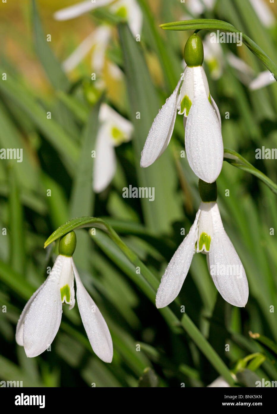 Drooping bell shaped flowers hi-res stock photography and images - Alamy