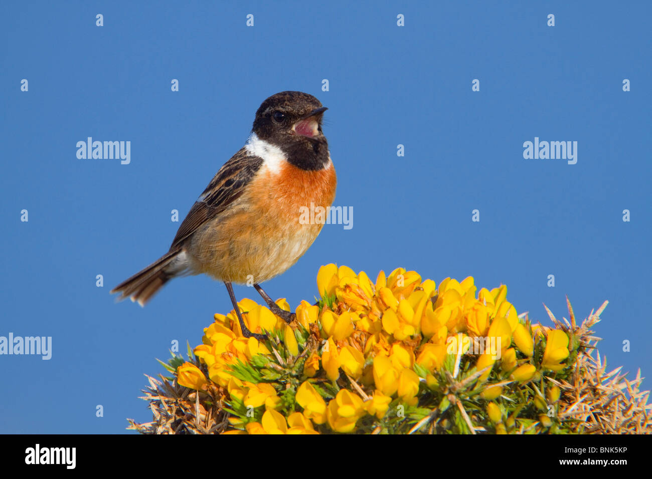 Stonechat; Saxicola torquata; male in song; on gorse Stock Photo - Alamy