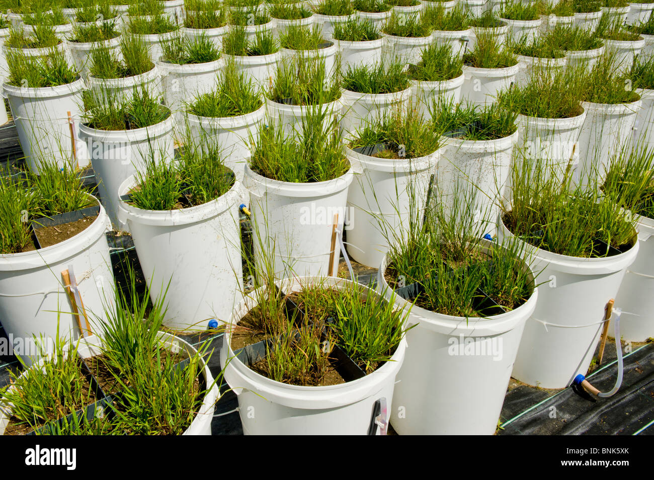 plant experiment running run plantation test trial attempt grow growing ...