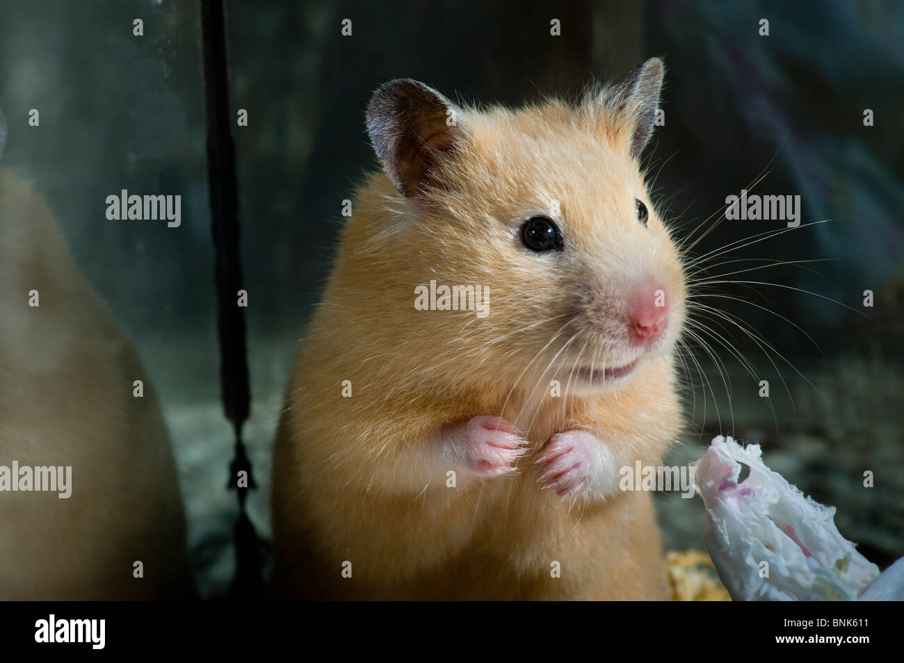 cream colored hamster sit sitting up upright dark background Hamster ...