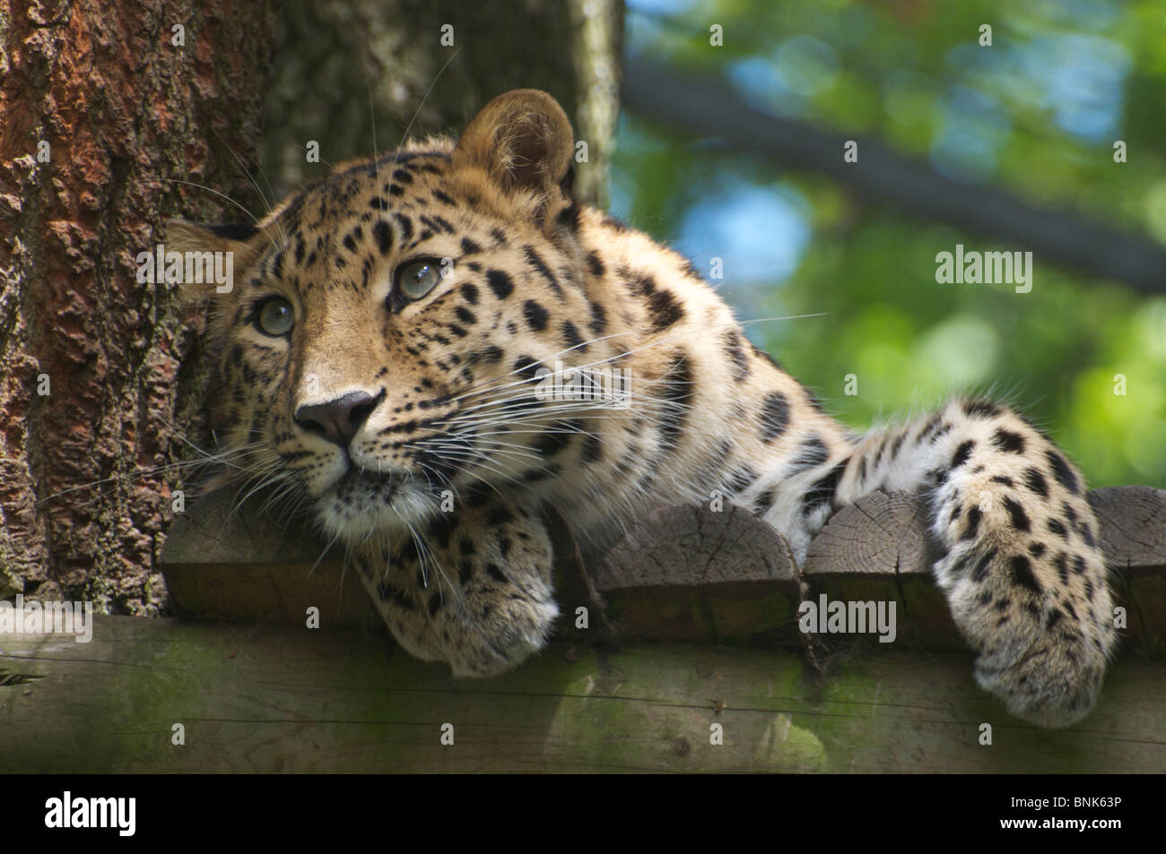 Female Amur leopard in tree Stock Photo - Alamy