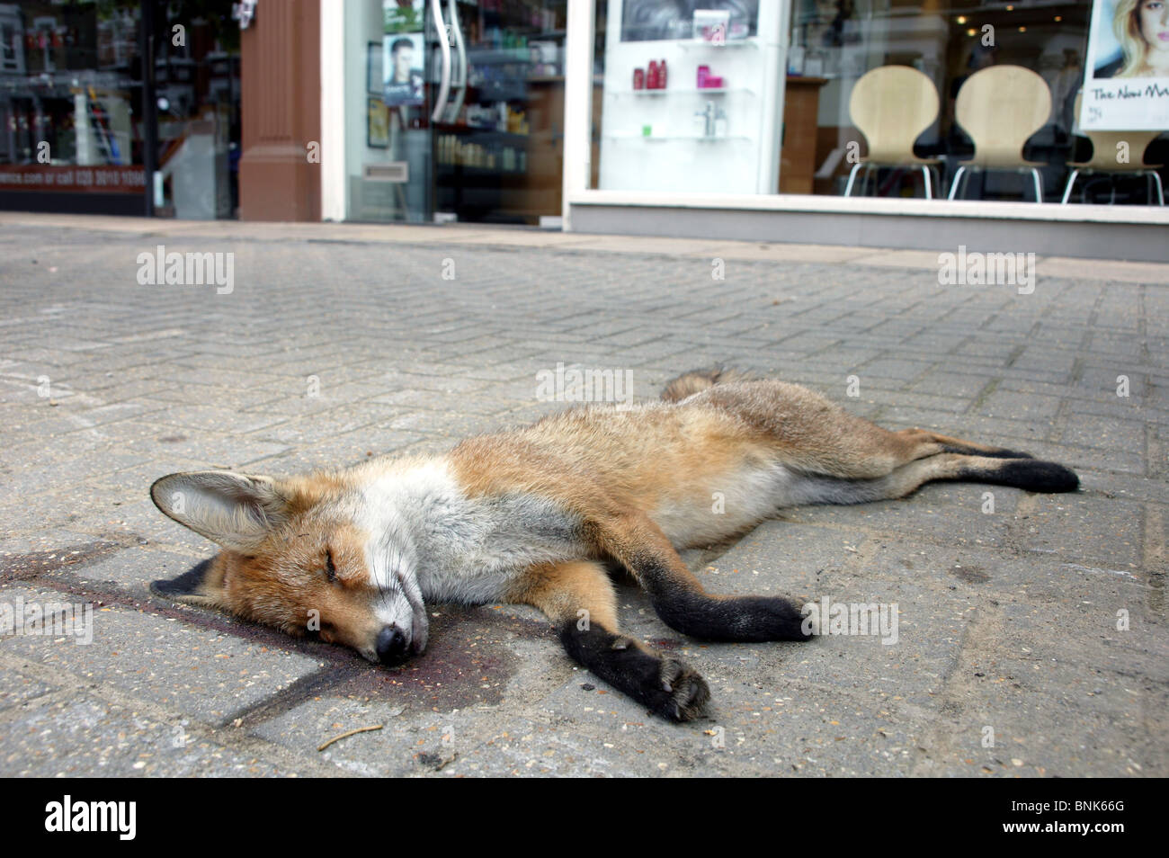 On a dead fox hi-res stock photography and images - Alamy