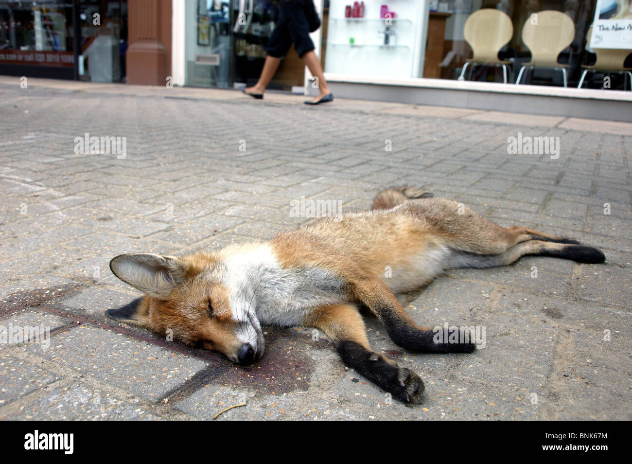 A dead fox on the pavement in SW London Stock Photo - Alamy
