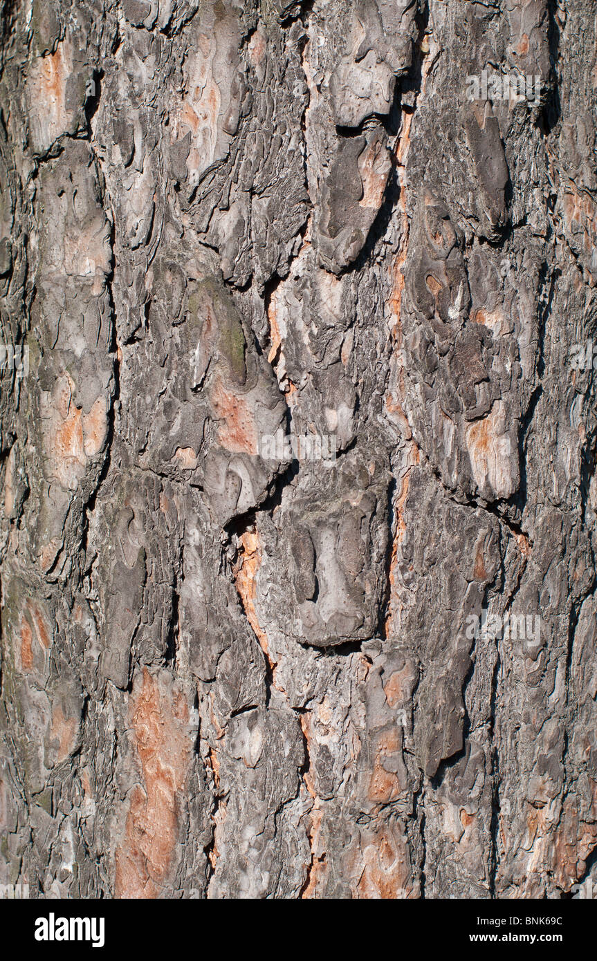 Pine tree bark texture, pattern, background, wallpaper vertical Stock ...