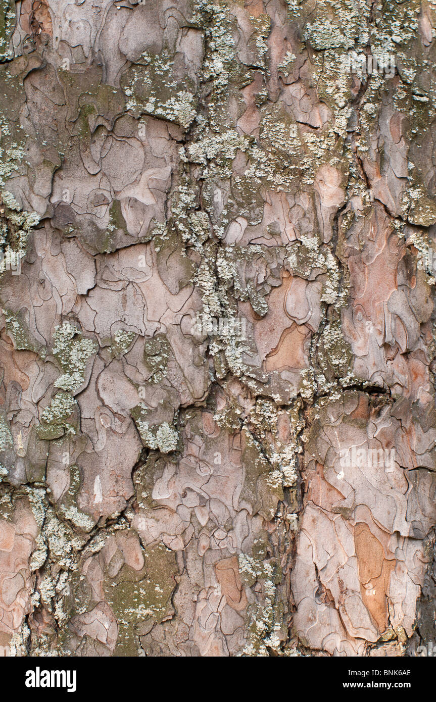 Pine tree bark texture, pattern, background, wallpaper Stock Photo - Alamy