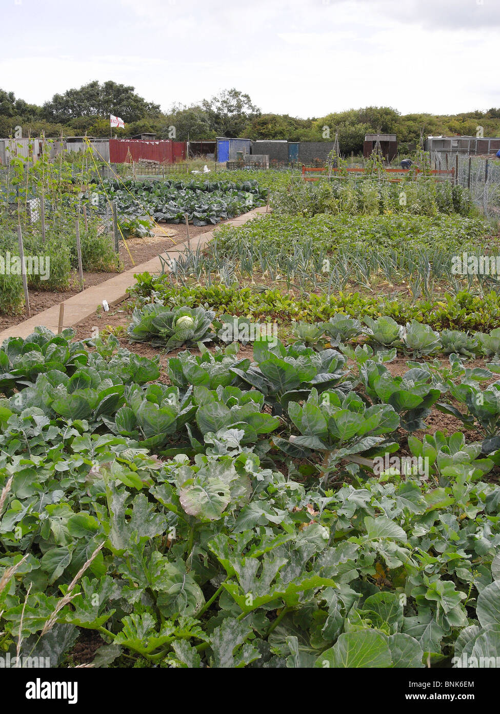 Well tended allotment vegetable garden in summer Stock Photo - Alamy