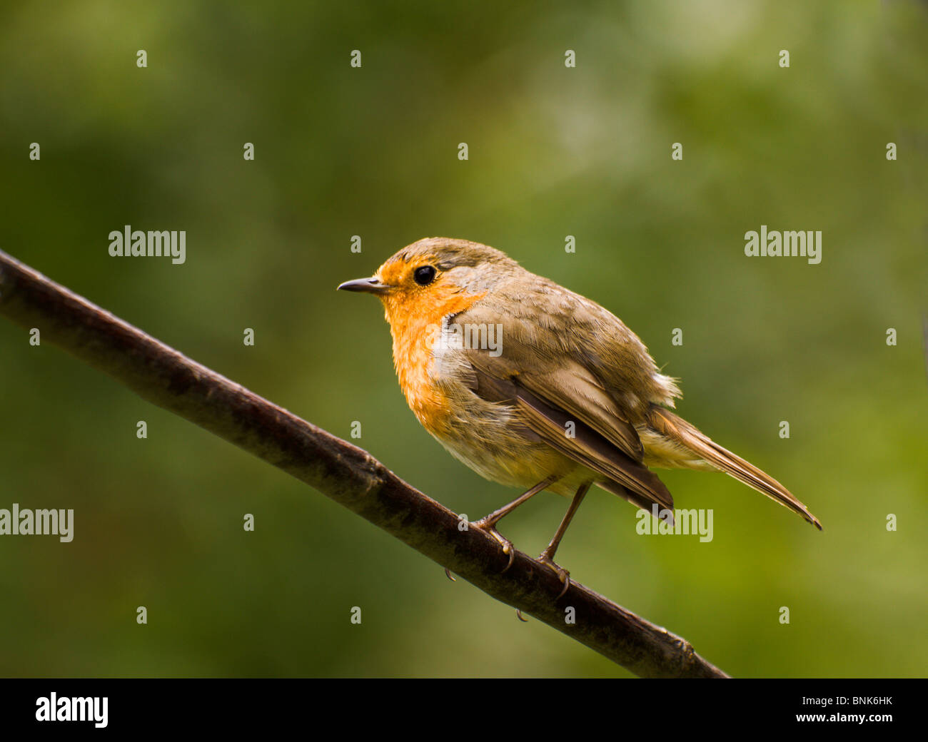 Robin birds hi-res stock photography and images - Alamy