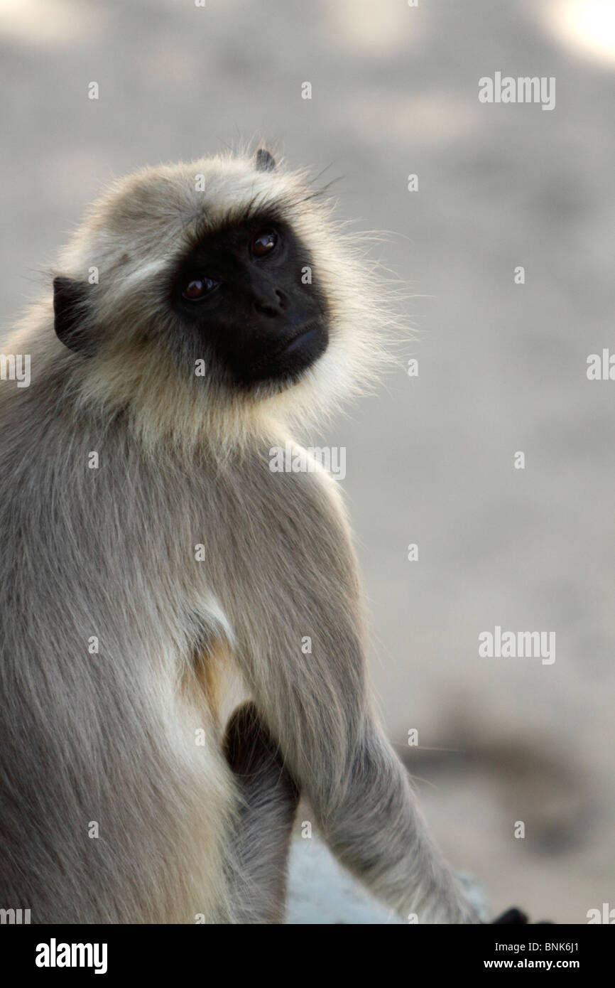 Urban wild monkey in Vadodara, India Stock Photo - Alamy