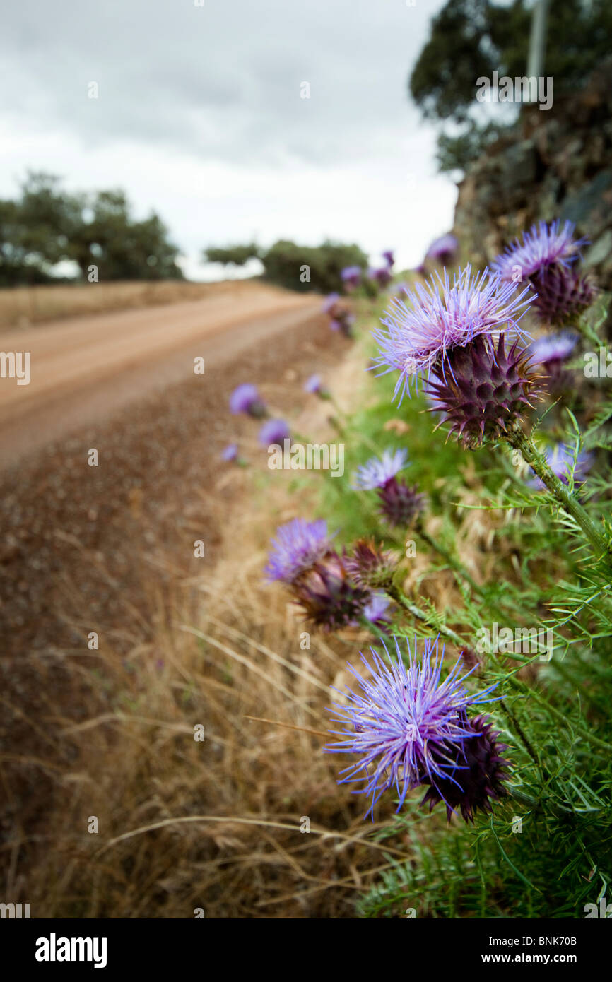 Colorful flowers in the road hi-res stock photography and images - Alamy