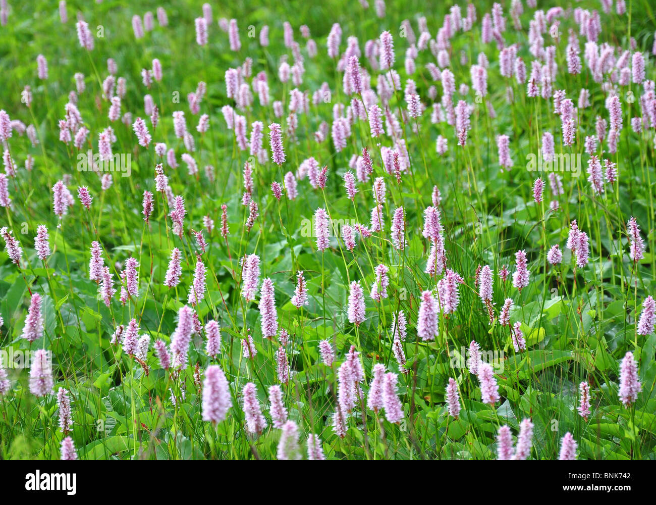Common Bistort (Bistorta officinalis Stock Photo - Alamy