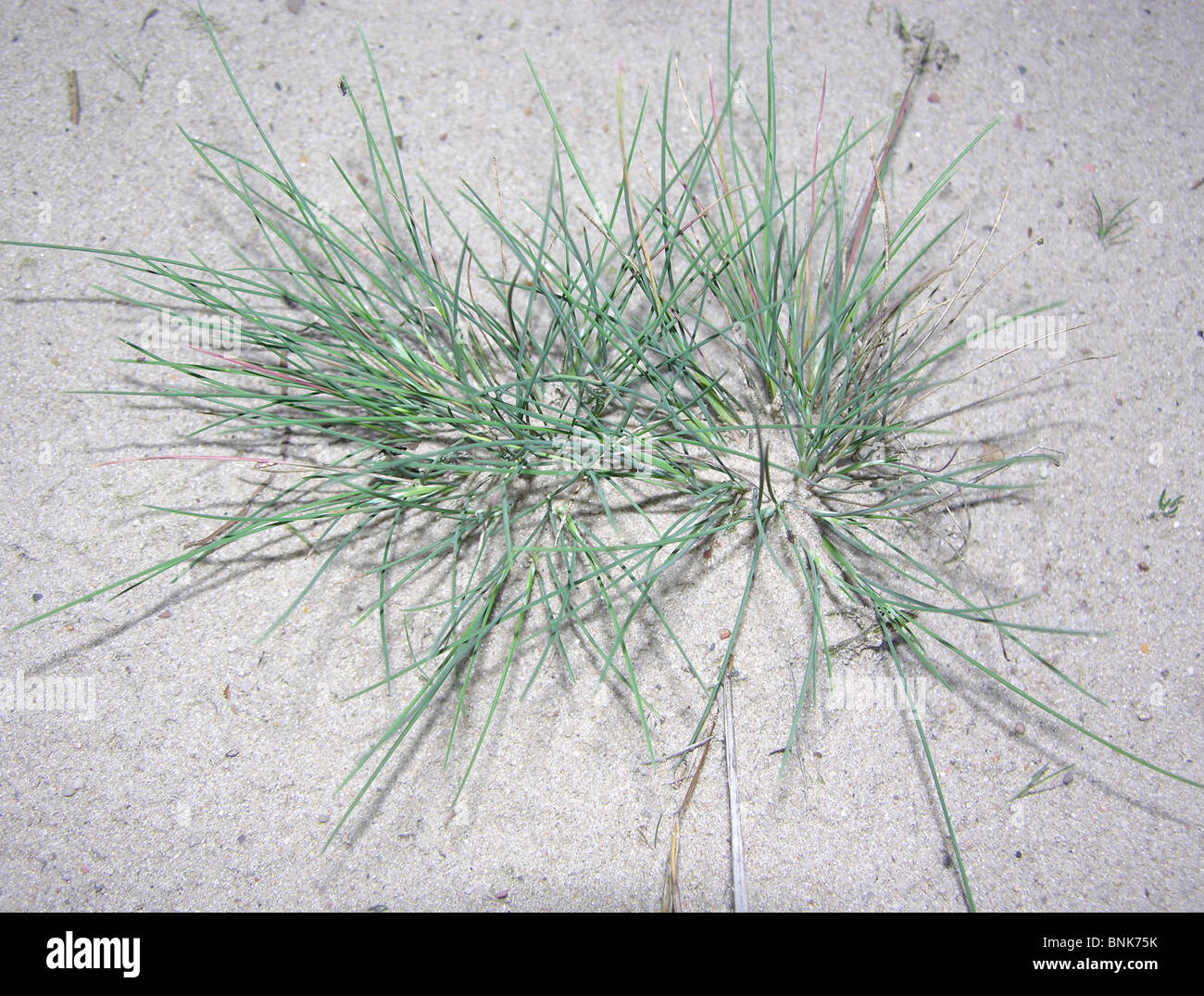 Gray clubawn grass hi-res stock photography and images - Alamy