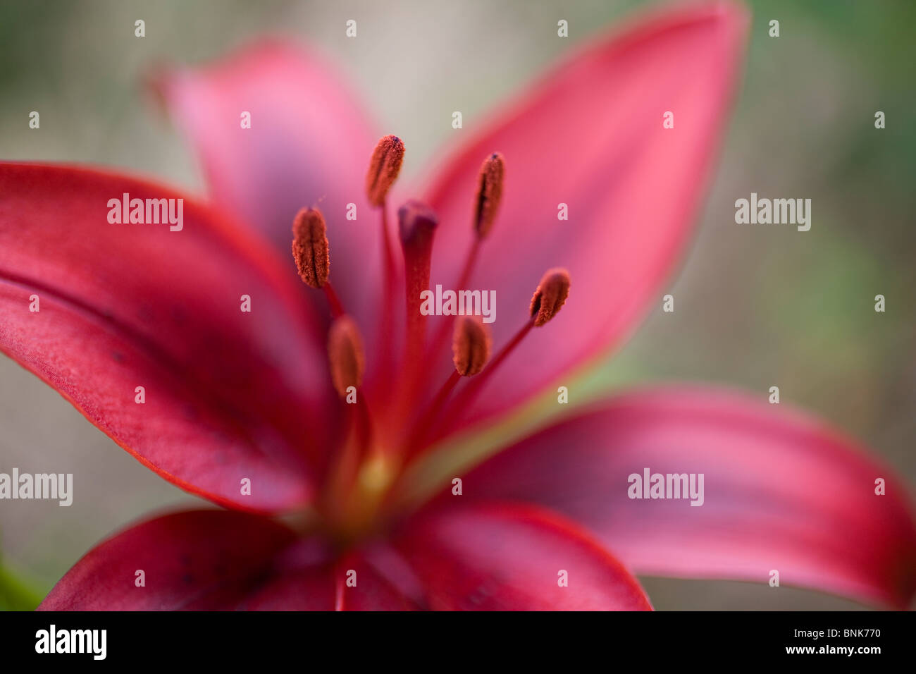 Favourite lilly hi-res stock photography and images - Alamy