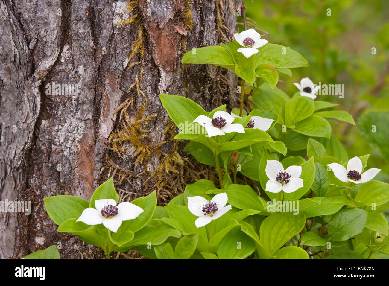 USA Alaska Glacier Bay National Park, Bunchberry Stock Photo - Alamy