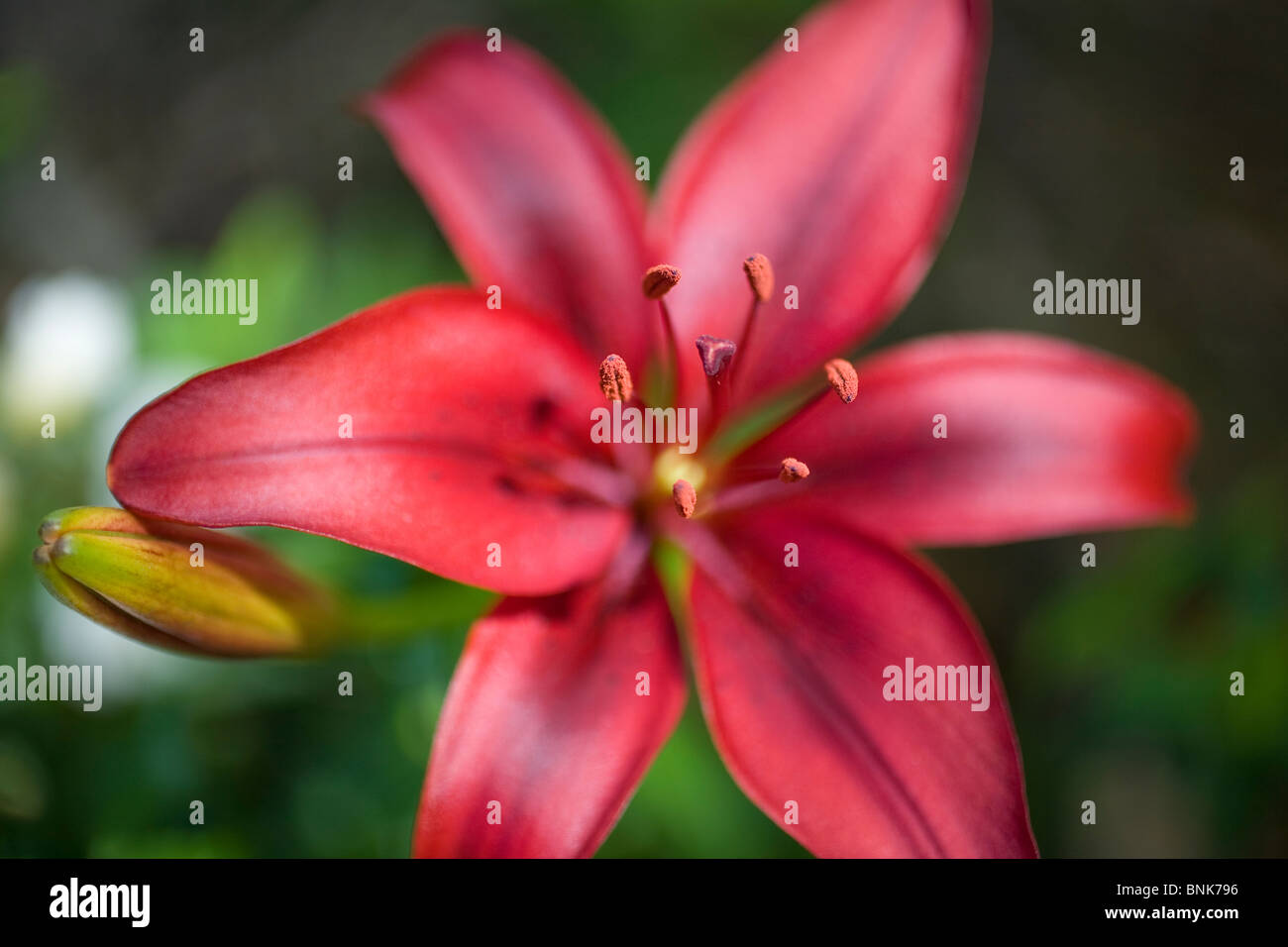 Favourite lilly hi-res stock photography and images - Alamy