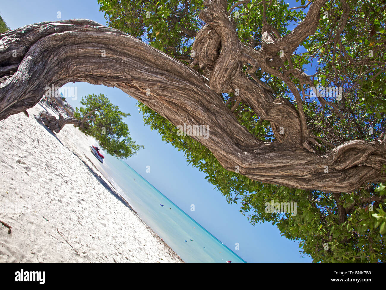 Divi divi tree aruba hi-res stock photography and images - Alamy