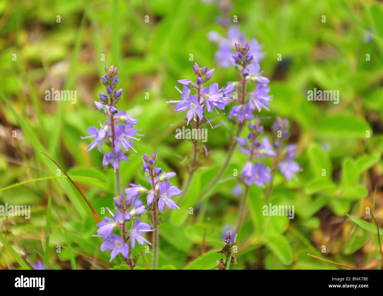 Common Speedwell (Veronica officinalis Stock Photo - Alamy