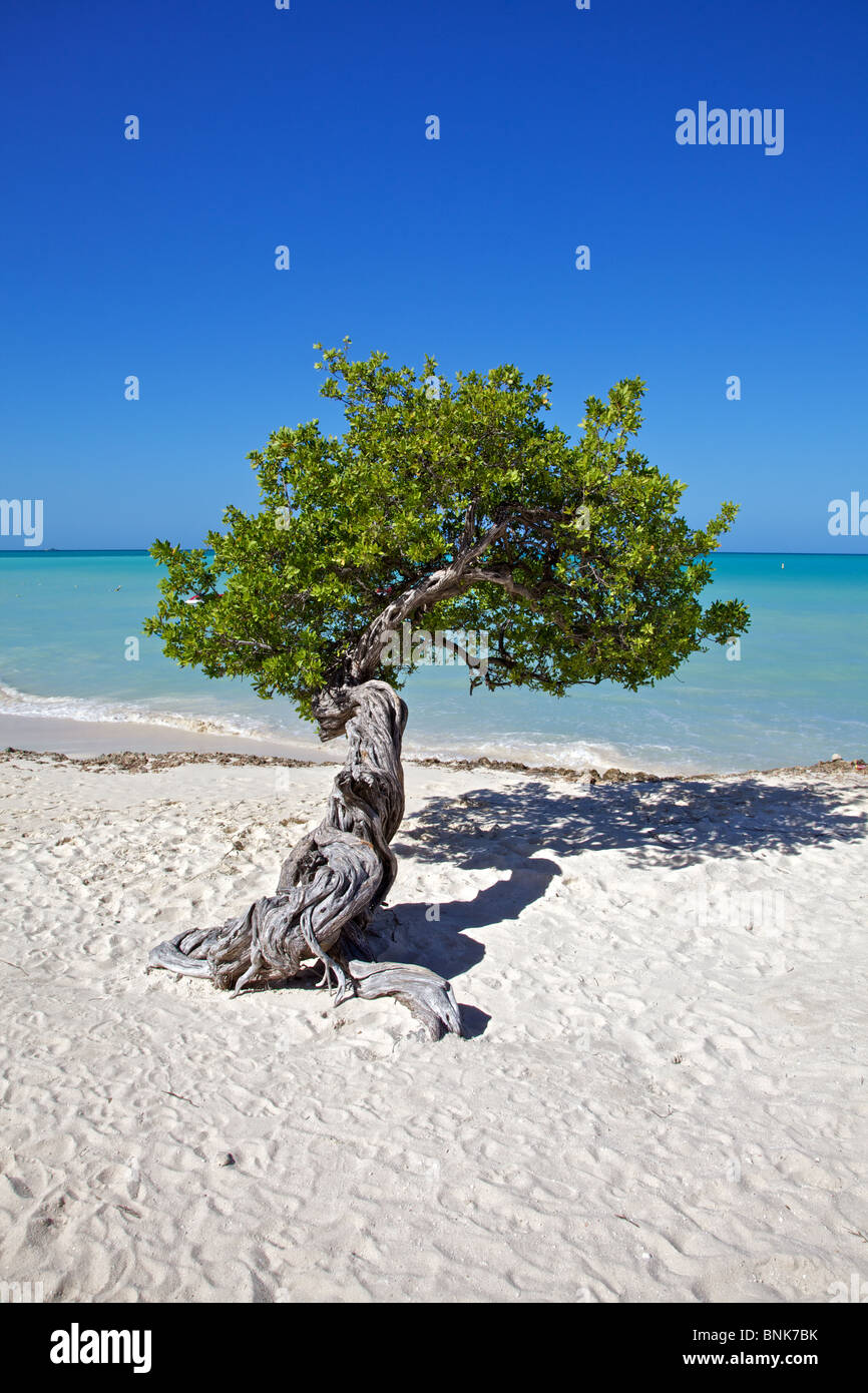 Divi Divi Tree of Aruba Stock Photo - Alamy