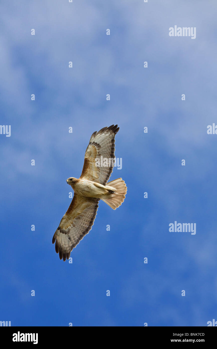 Common buzzard in flight hi-res stock photography and images - Alamy