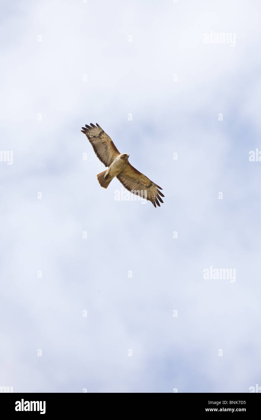 Common Buzzard in flight overhead in Lincolnshire Stock Photo - Alamy