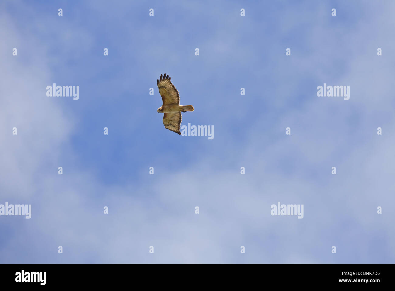Common Buzzard in flight overhead in Lincolnshire Stock Photo - Alamy
