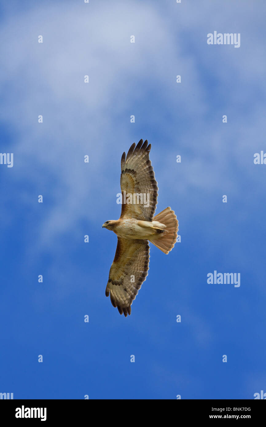 Common Buzzard in flight overhead in Lincolnshire Stock Photo - Alamy