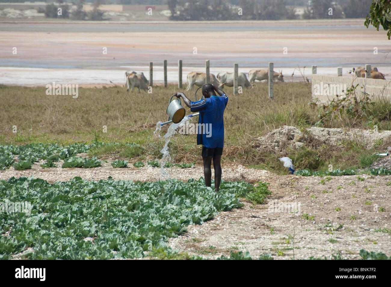 Africa, Senegal, Dakar. Subsistence farming on the banks of The Pink ...