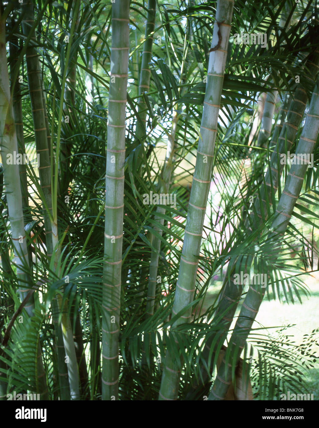 Bamboo plant, Tulum, Quintana Roo, Mexico Stock Photo - Alamy