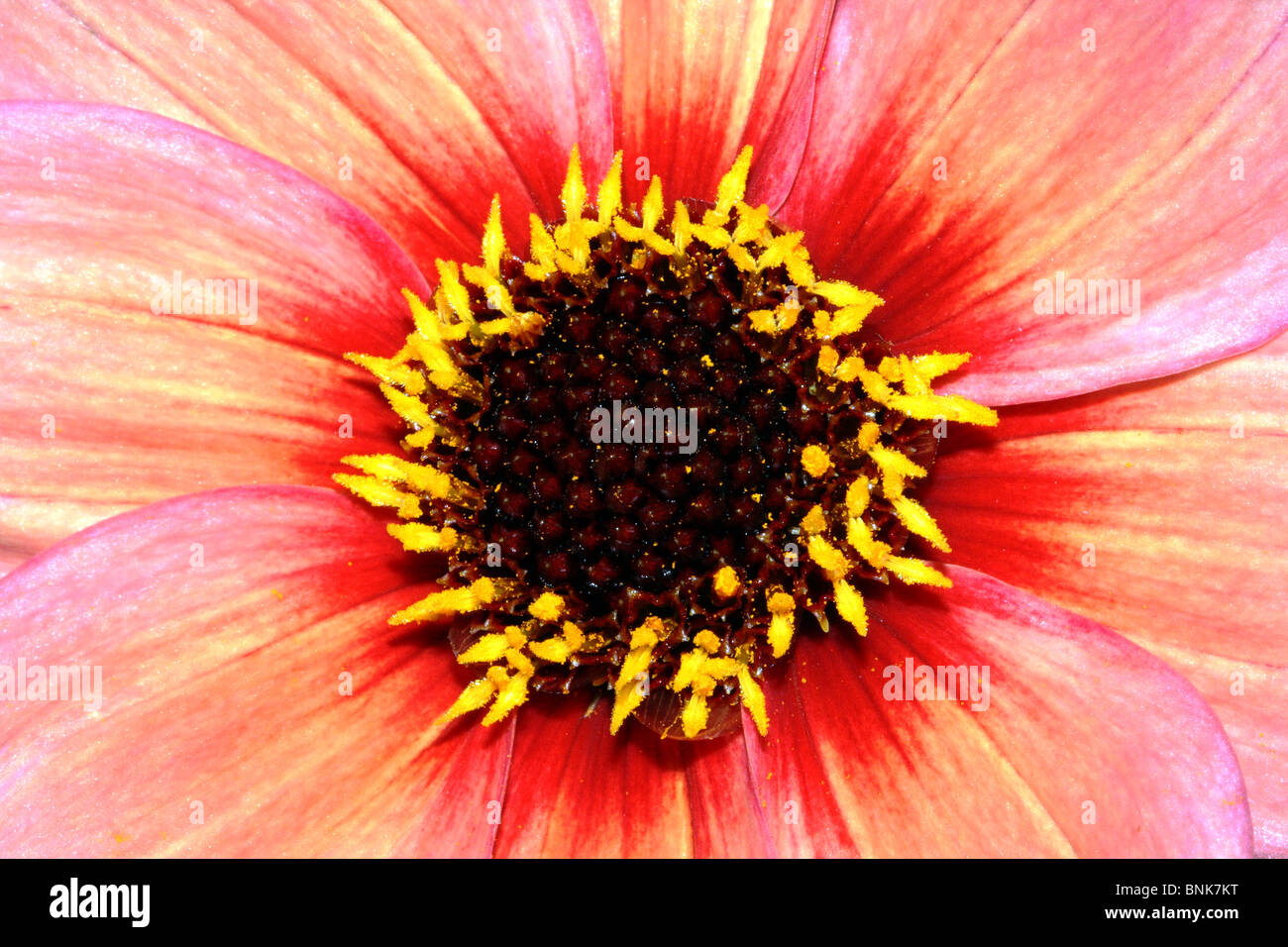 Individual flower structures hi-res stock photography and images - Alamy
