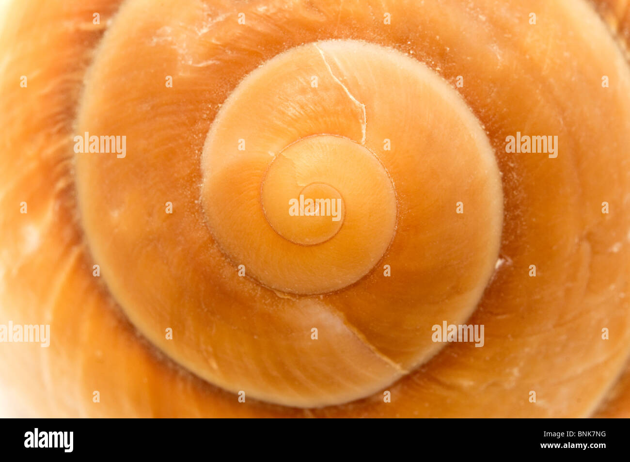 Spiral seashell hi-res stock photography and images - Alamy