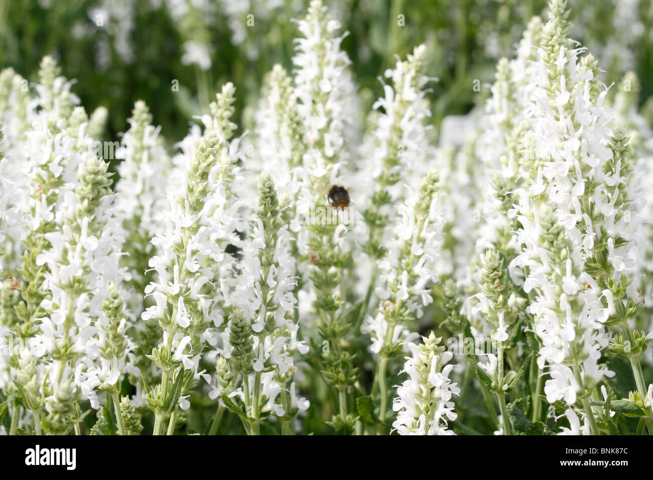 Salvia nemorosa sensation white hi-res stock photography and images - Alamy