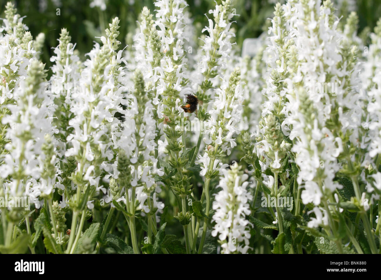 Salvia nemorosa 'Snow cushion'. A companion to Salvia ‘Marcus ...