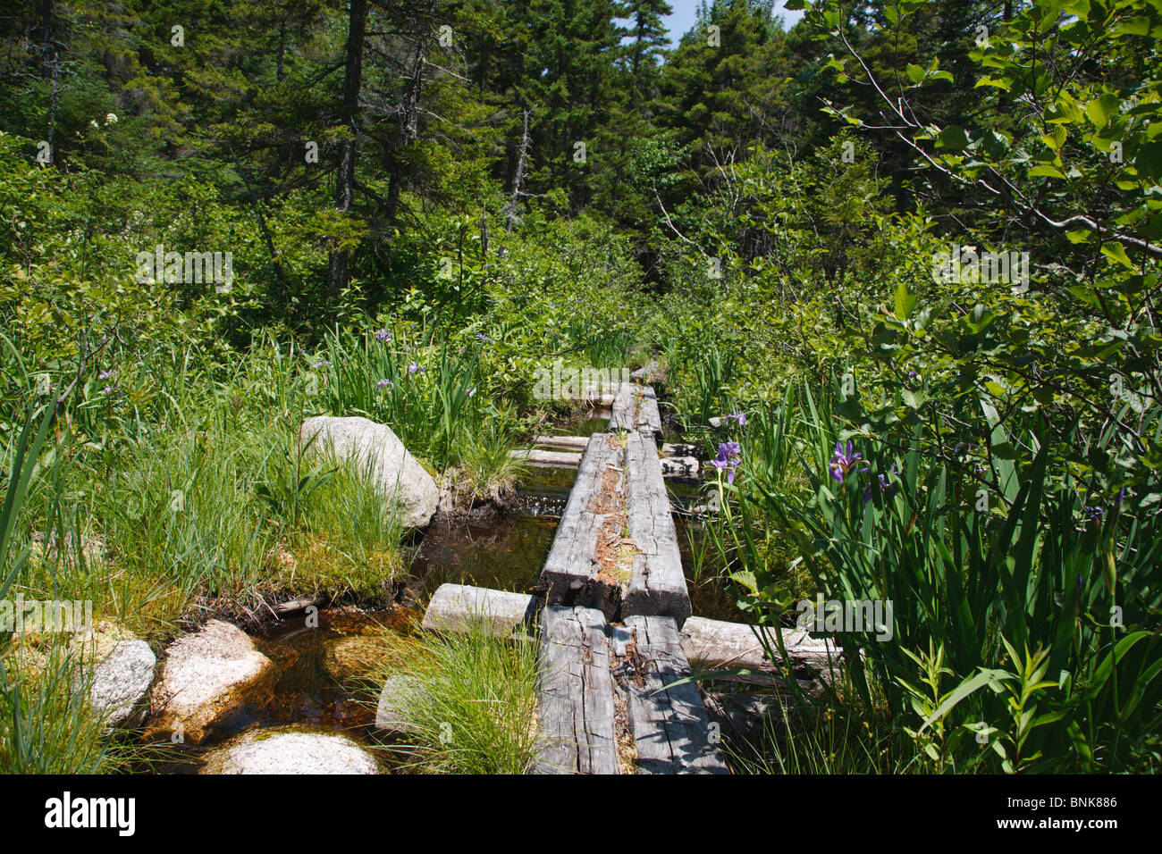 Pemigewasset Wilderness - Wetlands area along Shoal Pond Trail in ...
