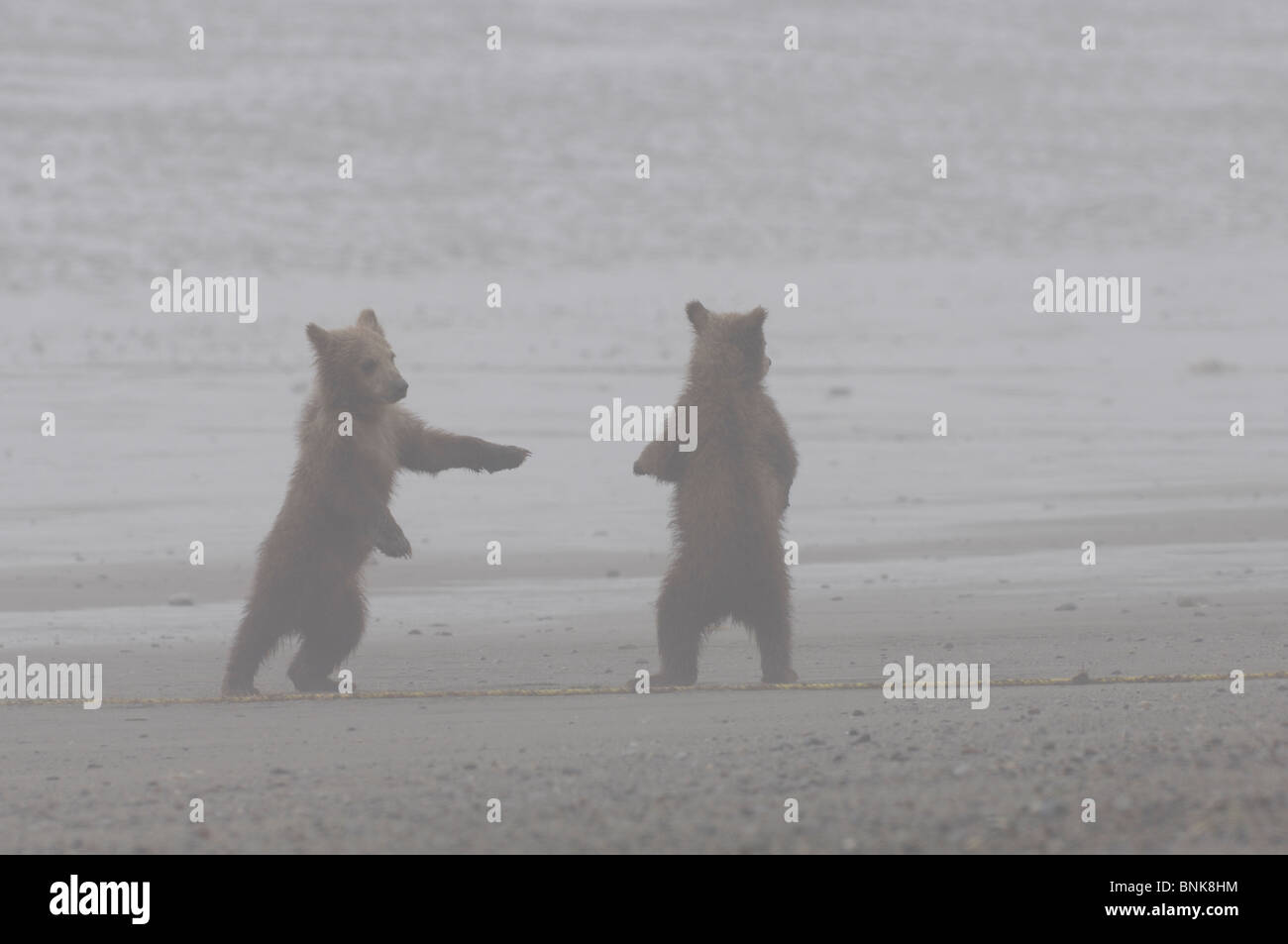 Grizzly Bear Dance