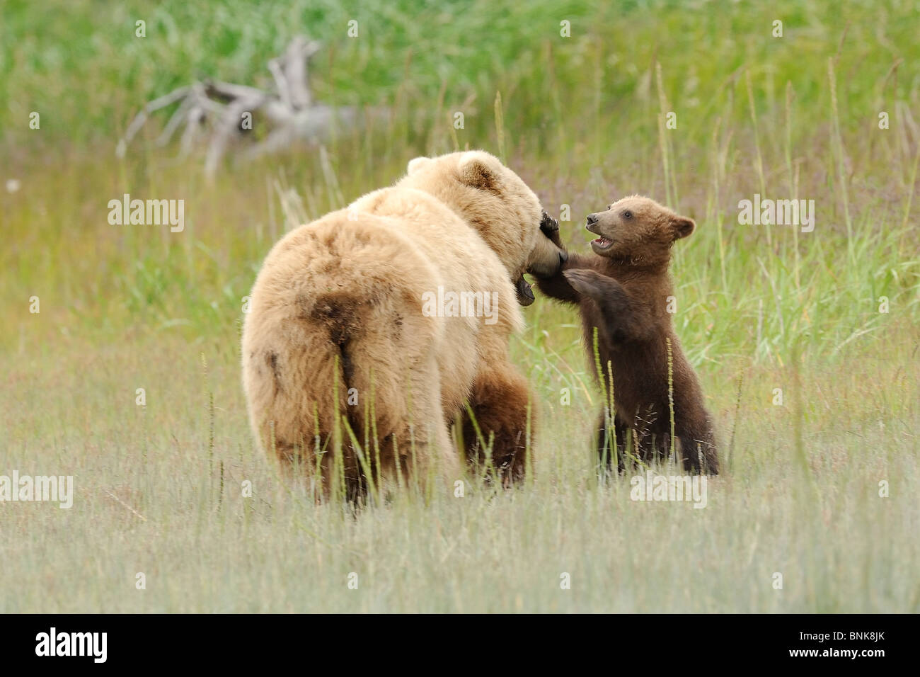 Stock photo of an Alaskan brown bear cub playing with his mother in a ...