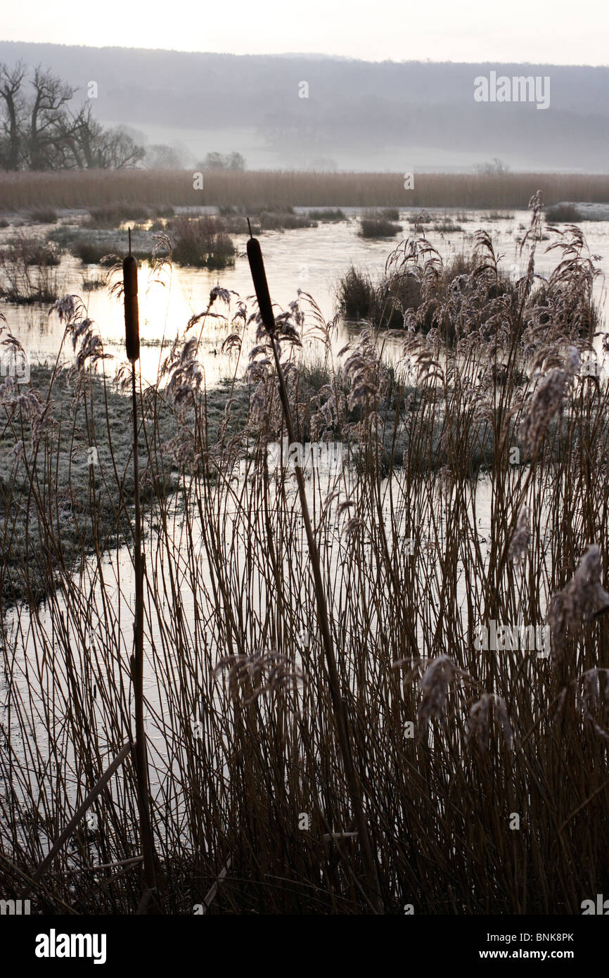 Leighton moss winter hi-res stock photography and images - Alamy