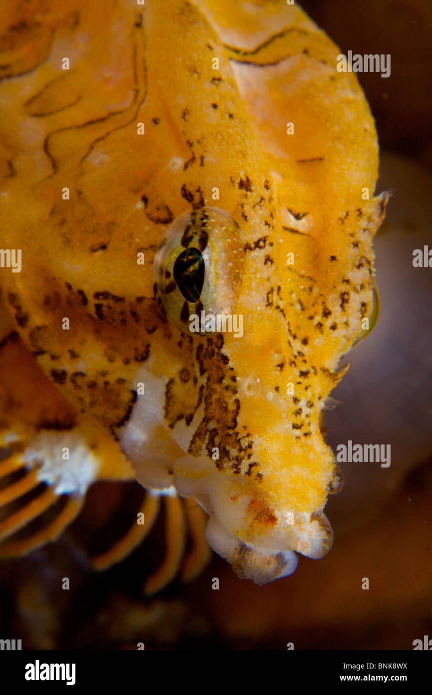 Vancouver Island British Columbia Canada diving in Port Hardy Stock ...