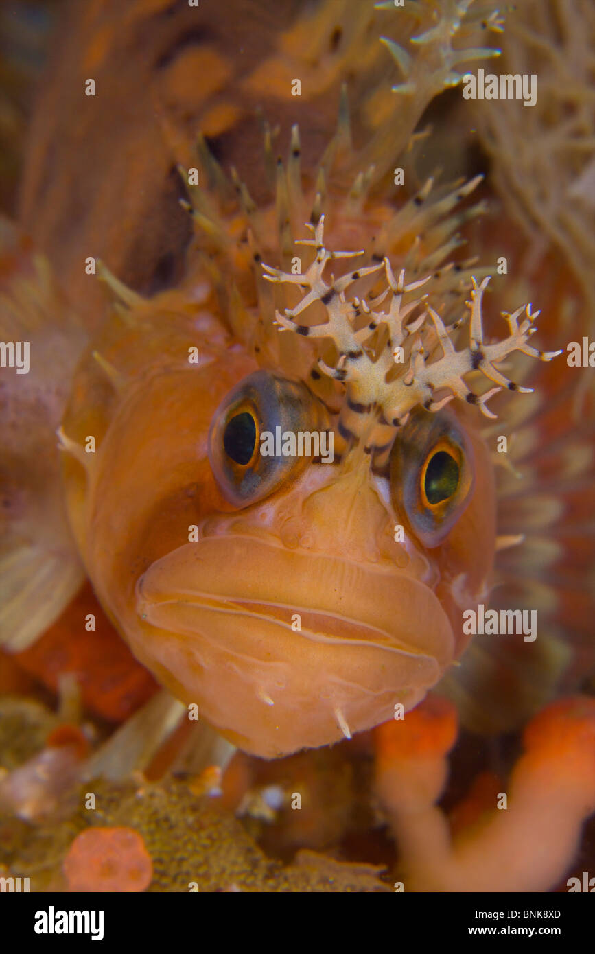 Red irish lord fish hi-res stock photography and images - Alamy