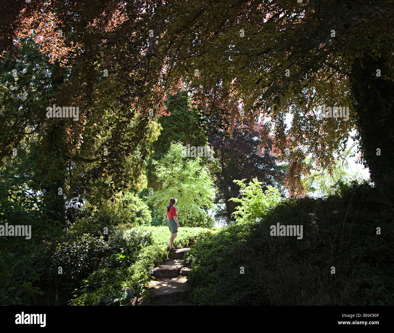 Woman standing on path in shade of trees Dewstow Gardens Wales UK Stock ...