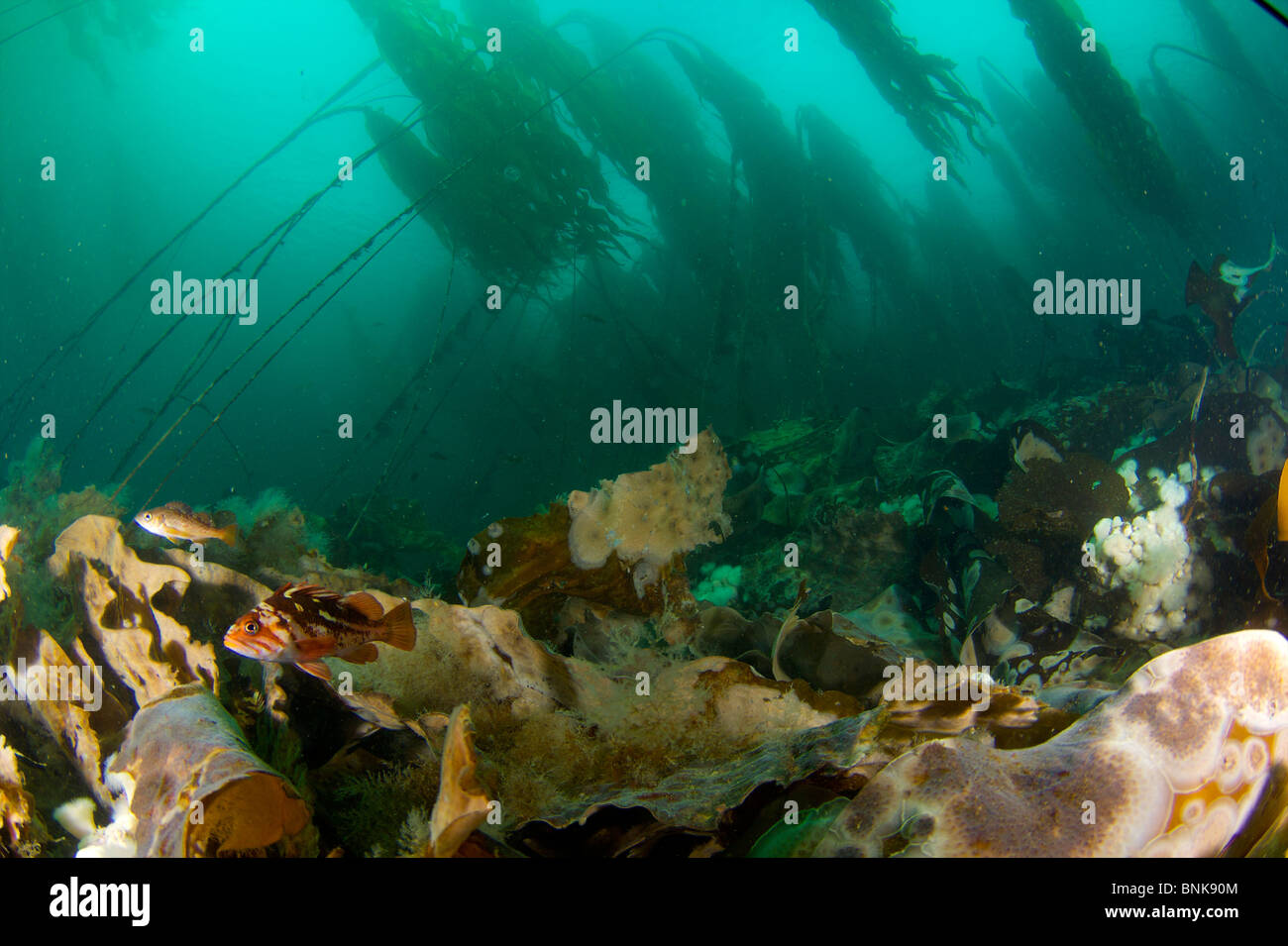 Decorated warbonnet fish hi-res stock photography and images - Alamy