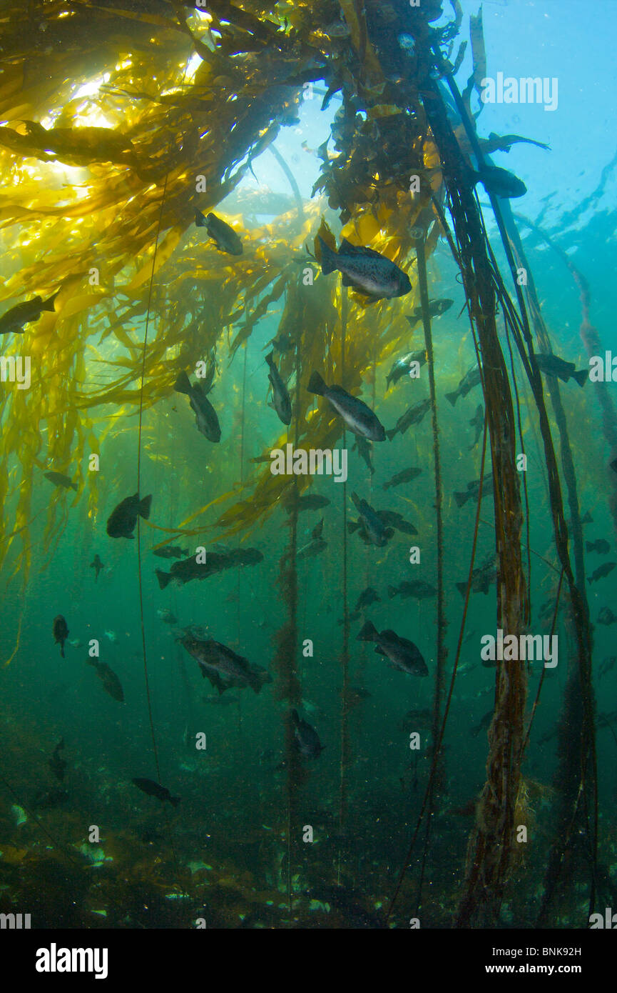 Vancouver Island British Columbia Canada diving in Port Hardy Stock ...