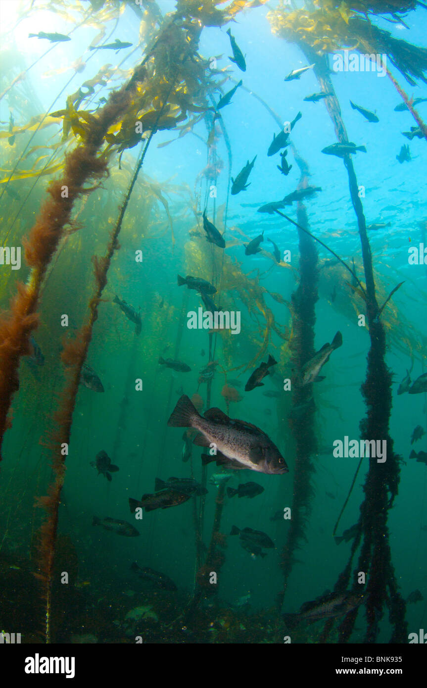 Decorated warbonnet fish hi-res stock photography and images - Alamy