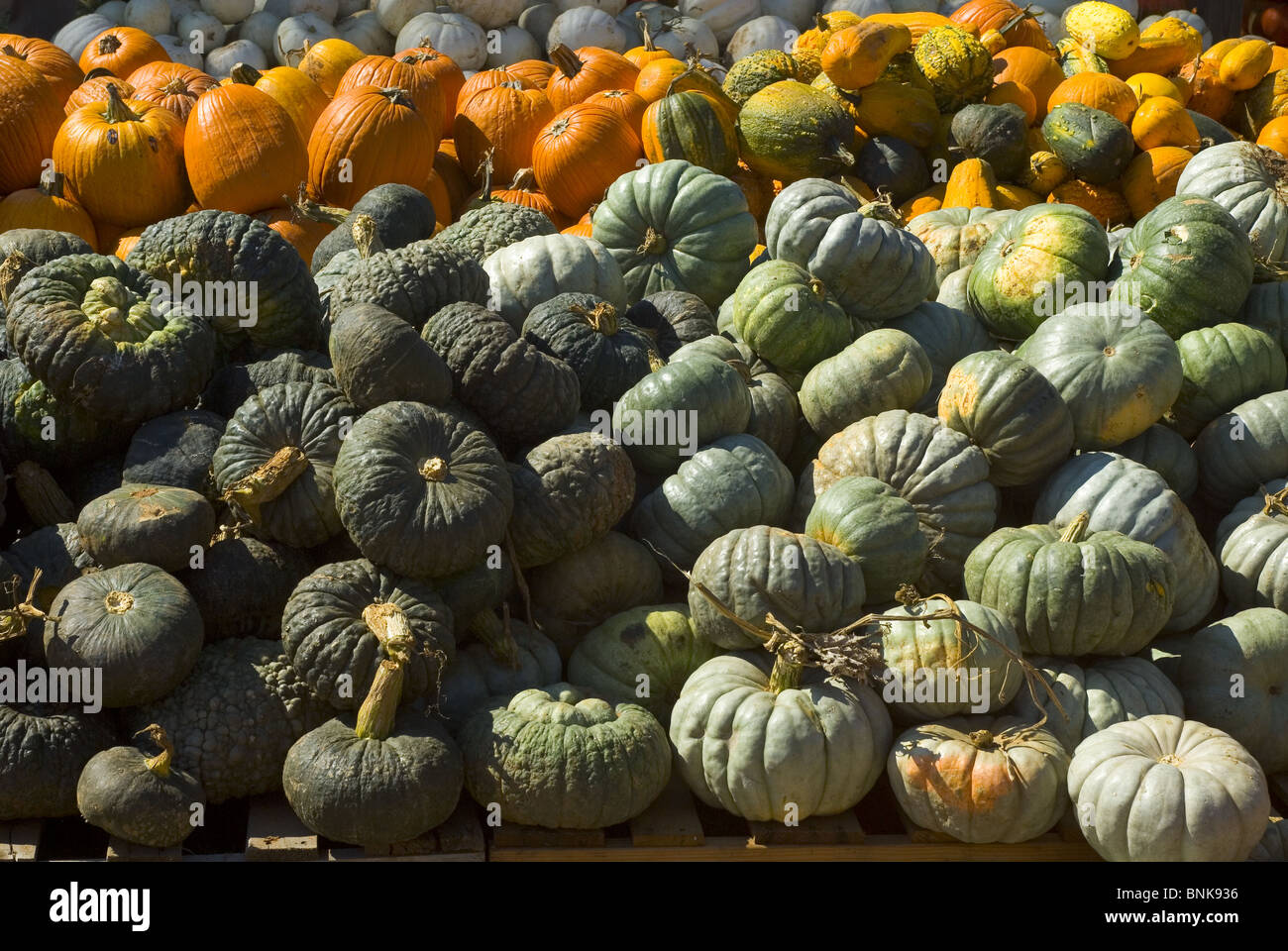 Pumpkins of all Colors Stock Photo - Alamy