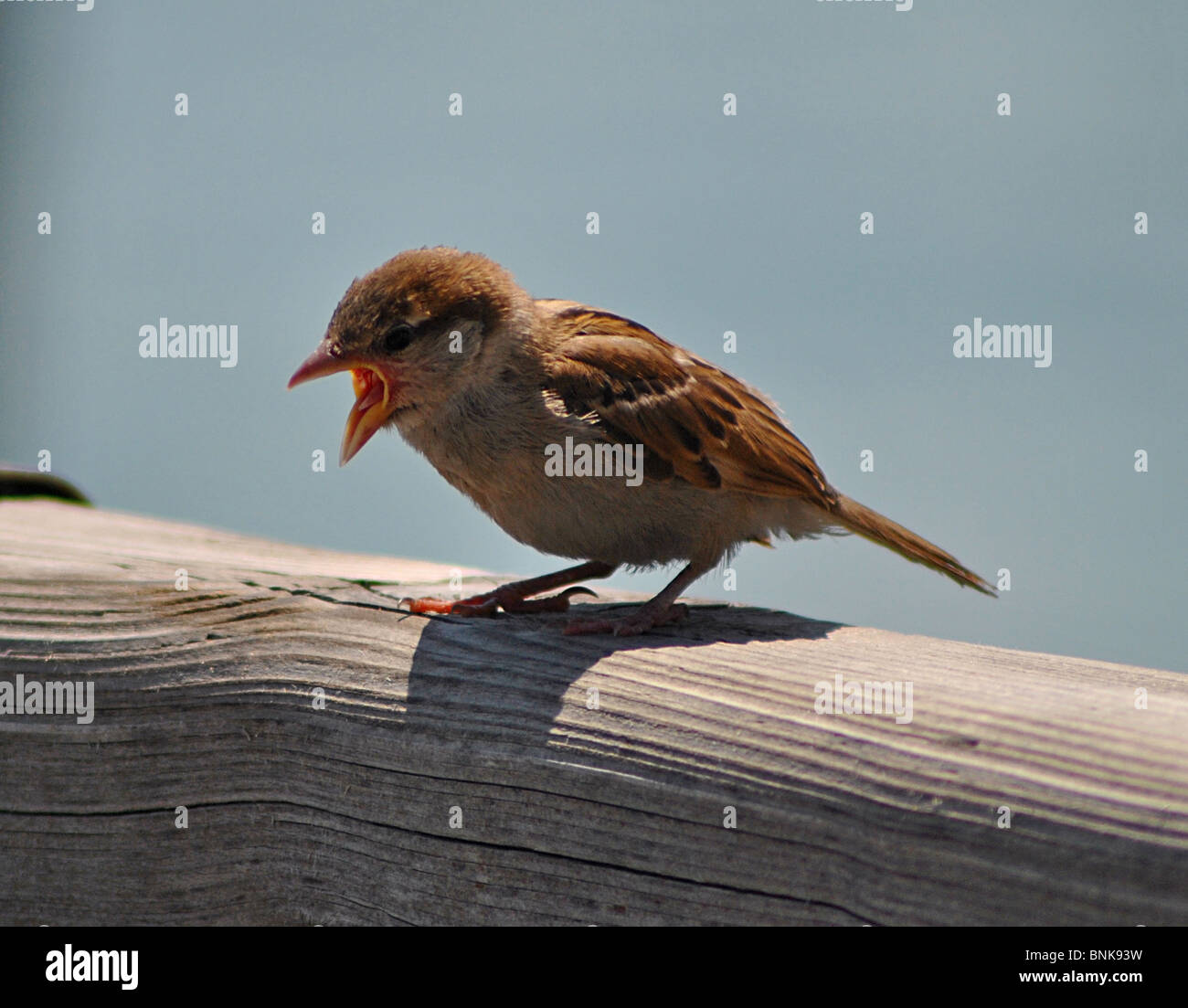 Chirping bird hi-res stock photography and images - Alamy