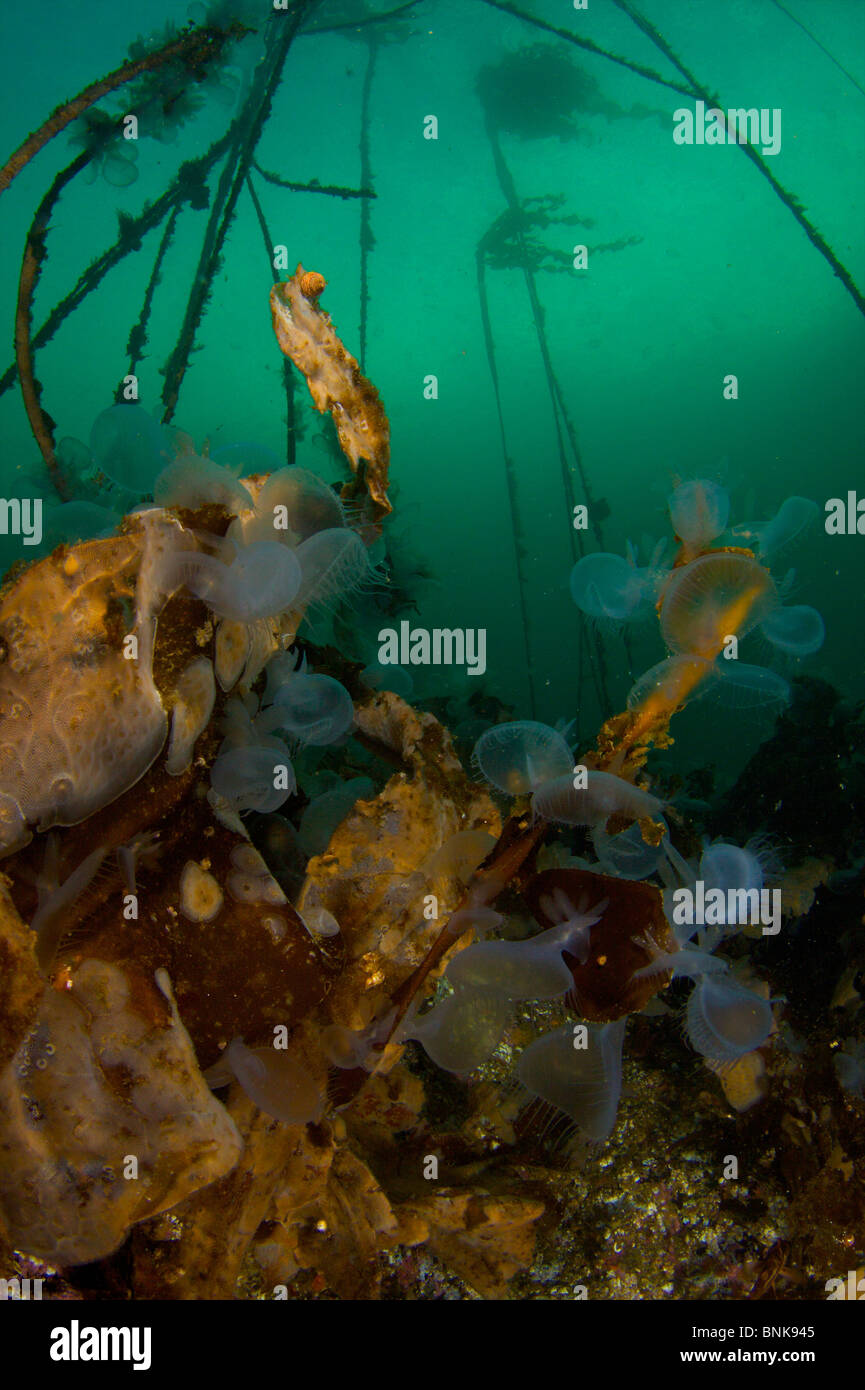 Decorated warbonnet fish hi-res stock photography and images - Alamy