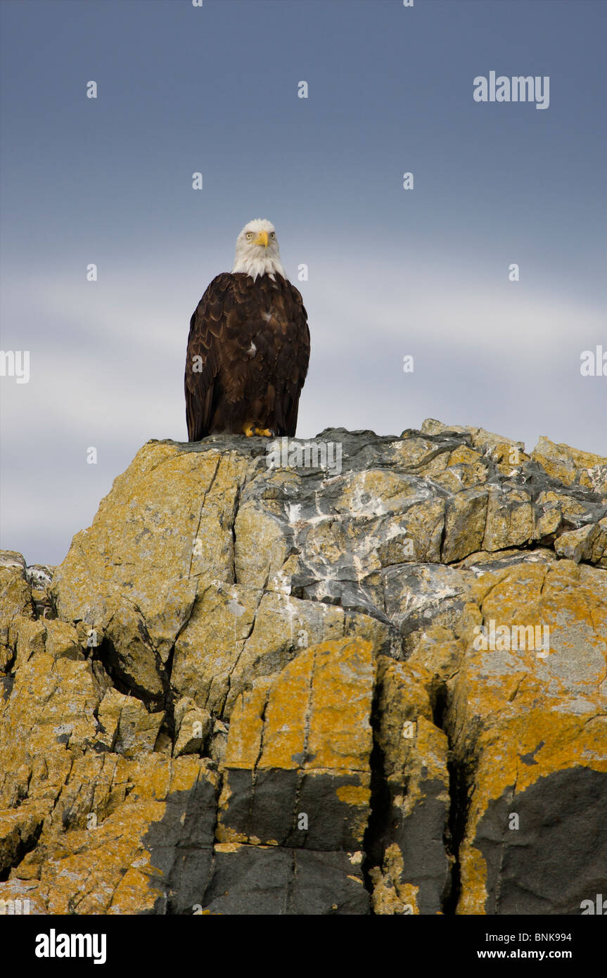 Bald eagle on rocks in Port Hardy British Columbia Vancouver Island ...