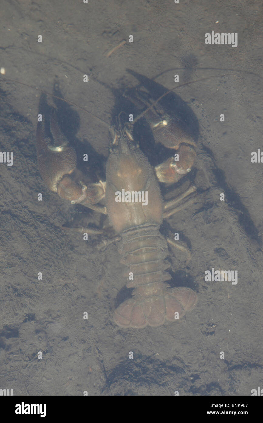 American signal crayfish hi-res stock photography and images - Alamy